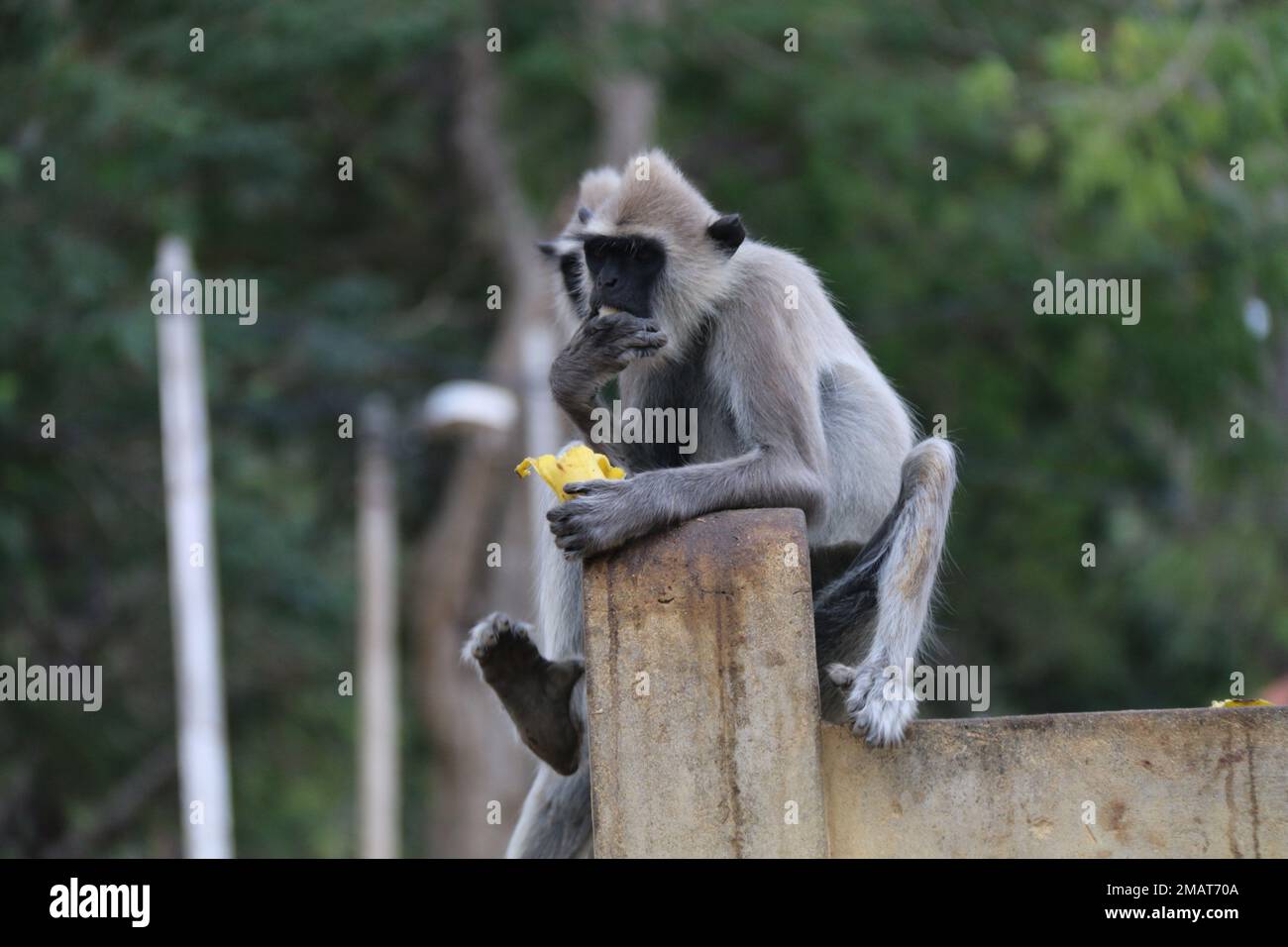 Monkeys and Grey Languor's in the forest. Sri Lanka Stock Photo - Alamy