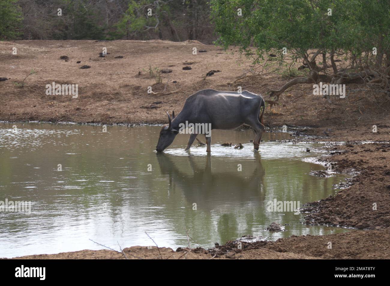 Elephant Reach Hotel in Yala, Sri Lanka Stock Photo - Alamy