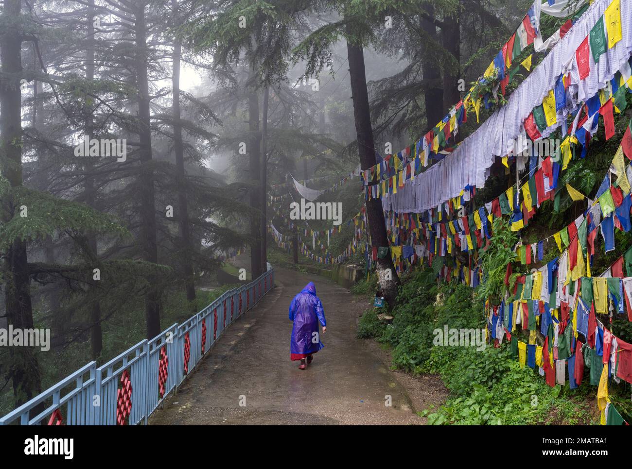 An exile Tibetan Buddhist nun walks in the rain in Dharmsala, India ...