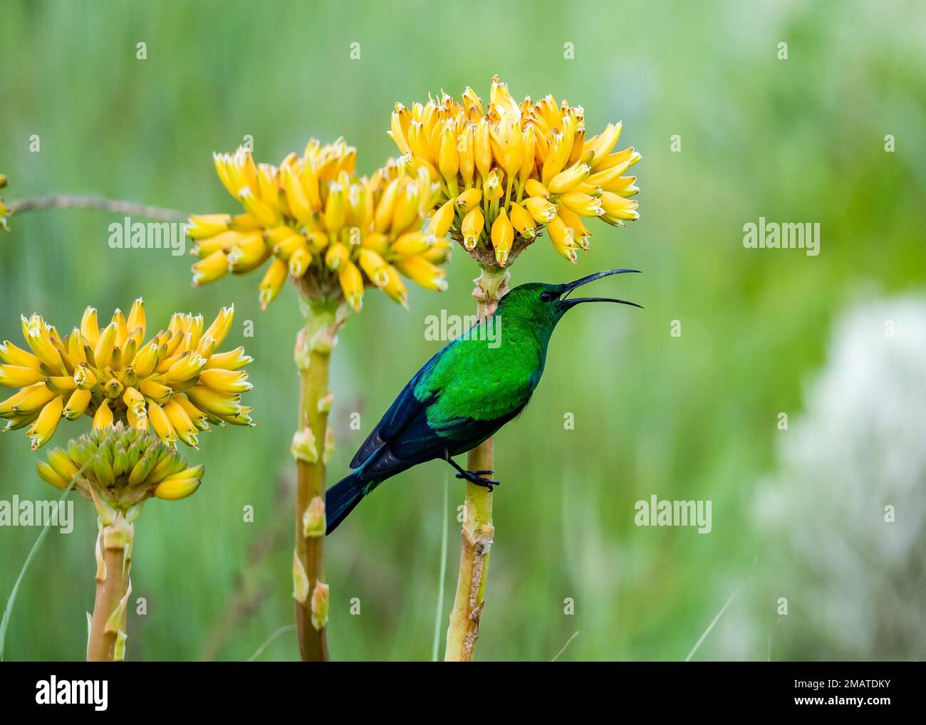 A beautiful male Malachite Sunbird (Nectarinia famosa) feeding on ...