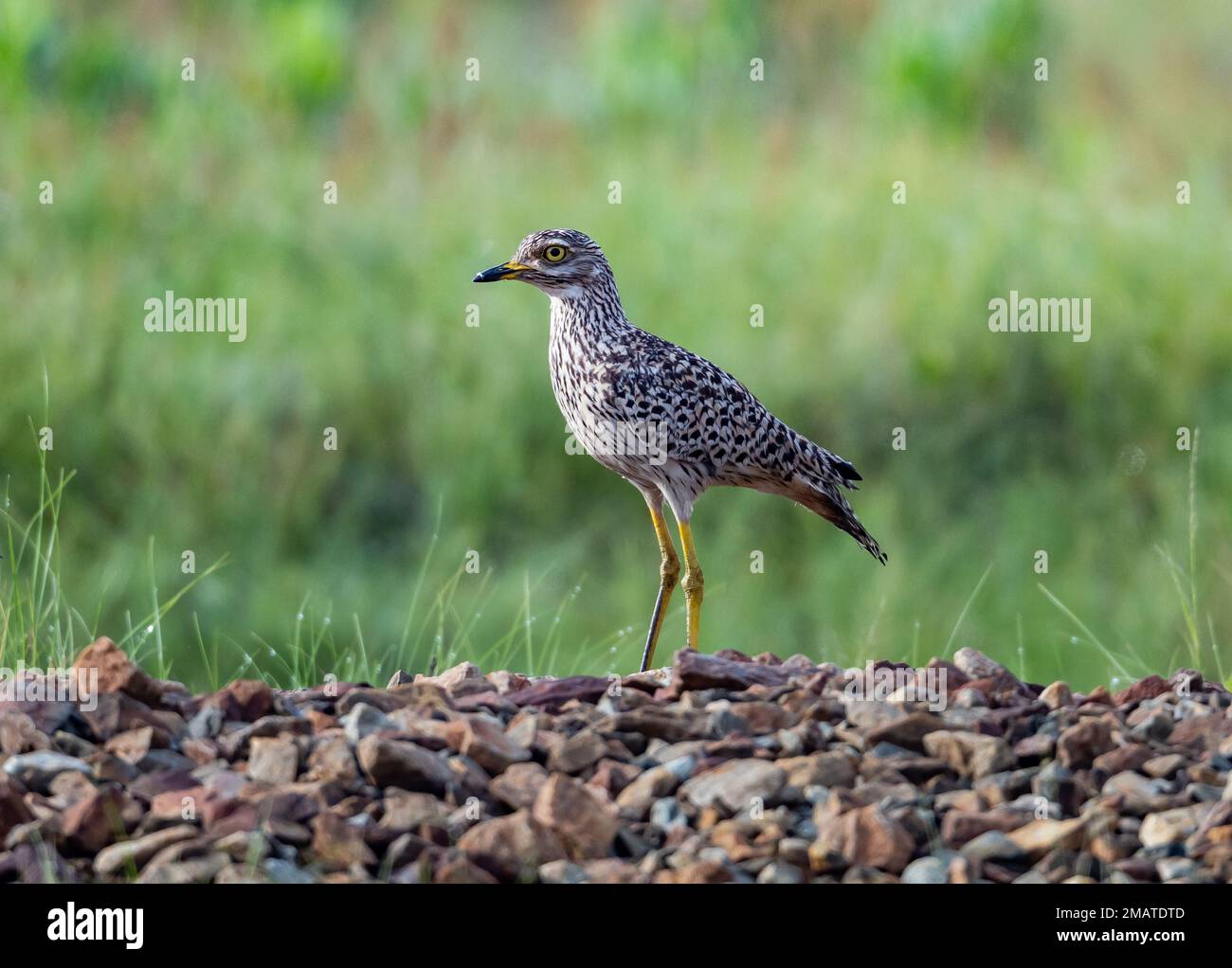 A Spotted Thick-knee (Burhinus capensis) standing on a pile of rocks ...