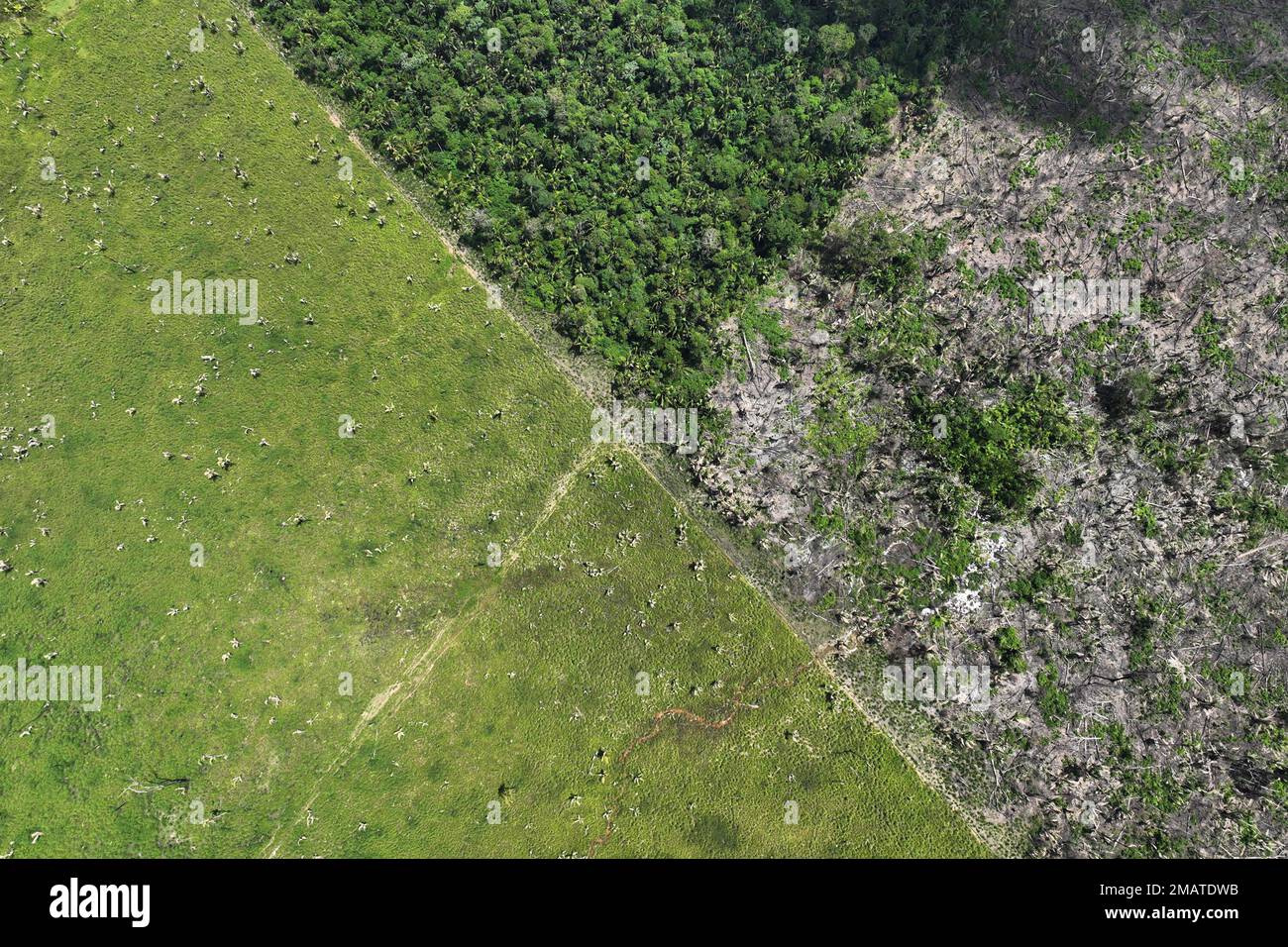 Combat deforestation hi-res stock photography and images - Alamy