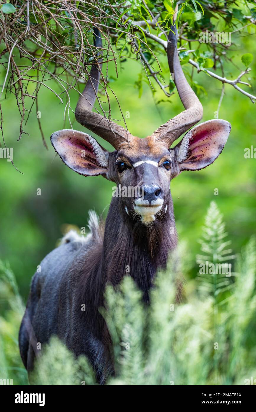 Close up head shot of a male Nyala (Tragelaphus angasii). iSimangaliso ...