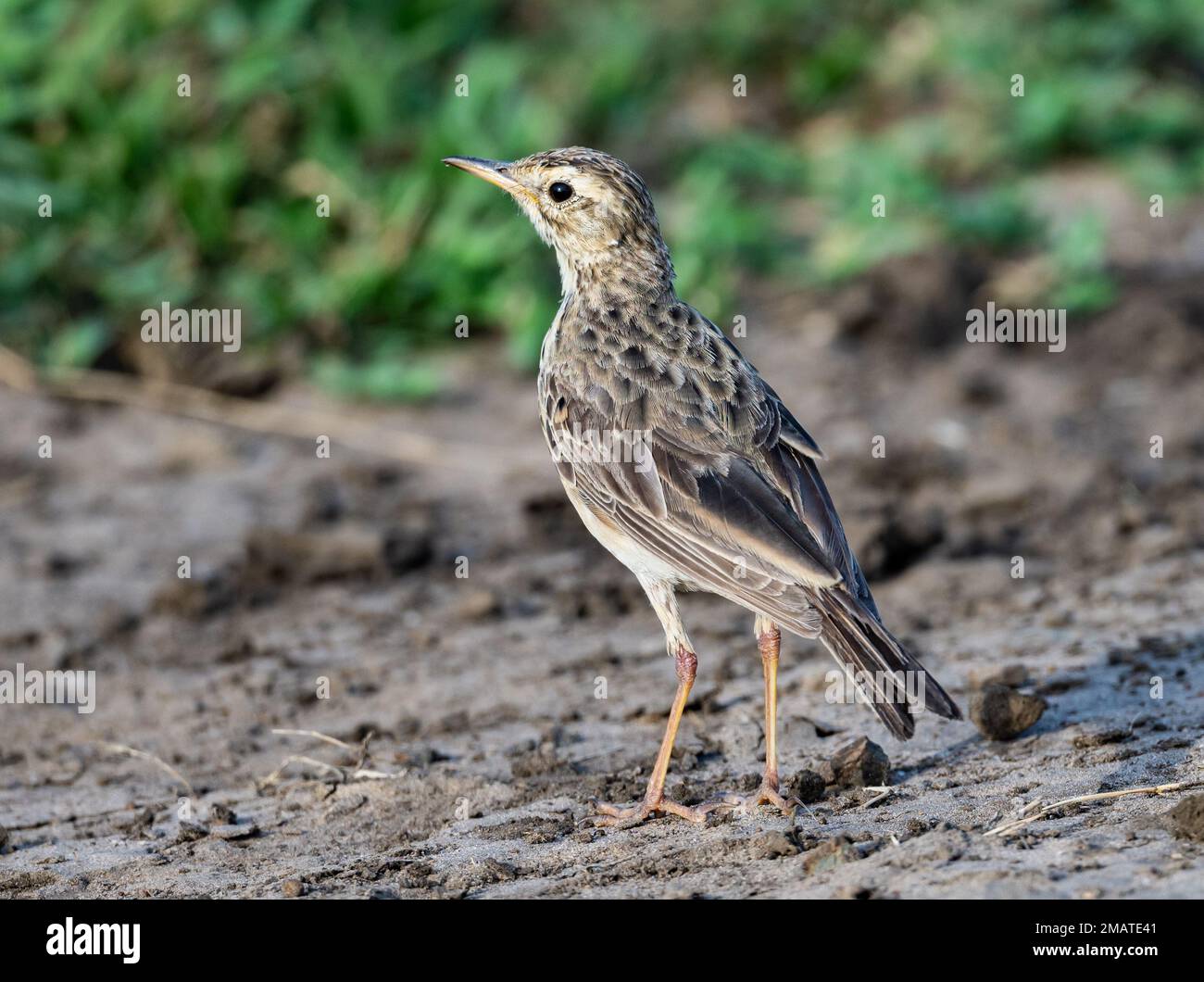 An African Pipit (Anthus cinnamomeus) in the open field. Kwazulu-Natal, South Africa Stock Photo ...