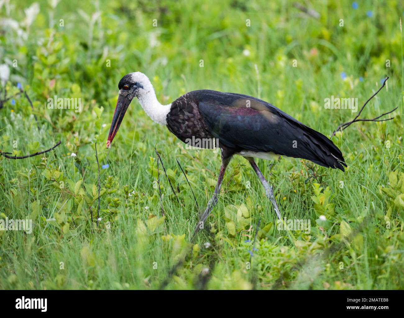An African Woolly-necked Stork (Ciconia microscelis) walking in grass ...