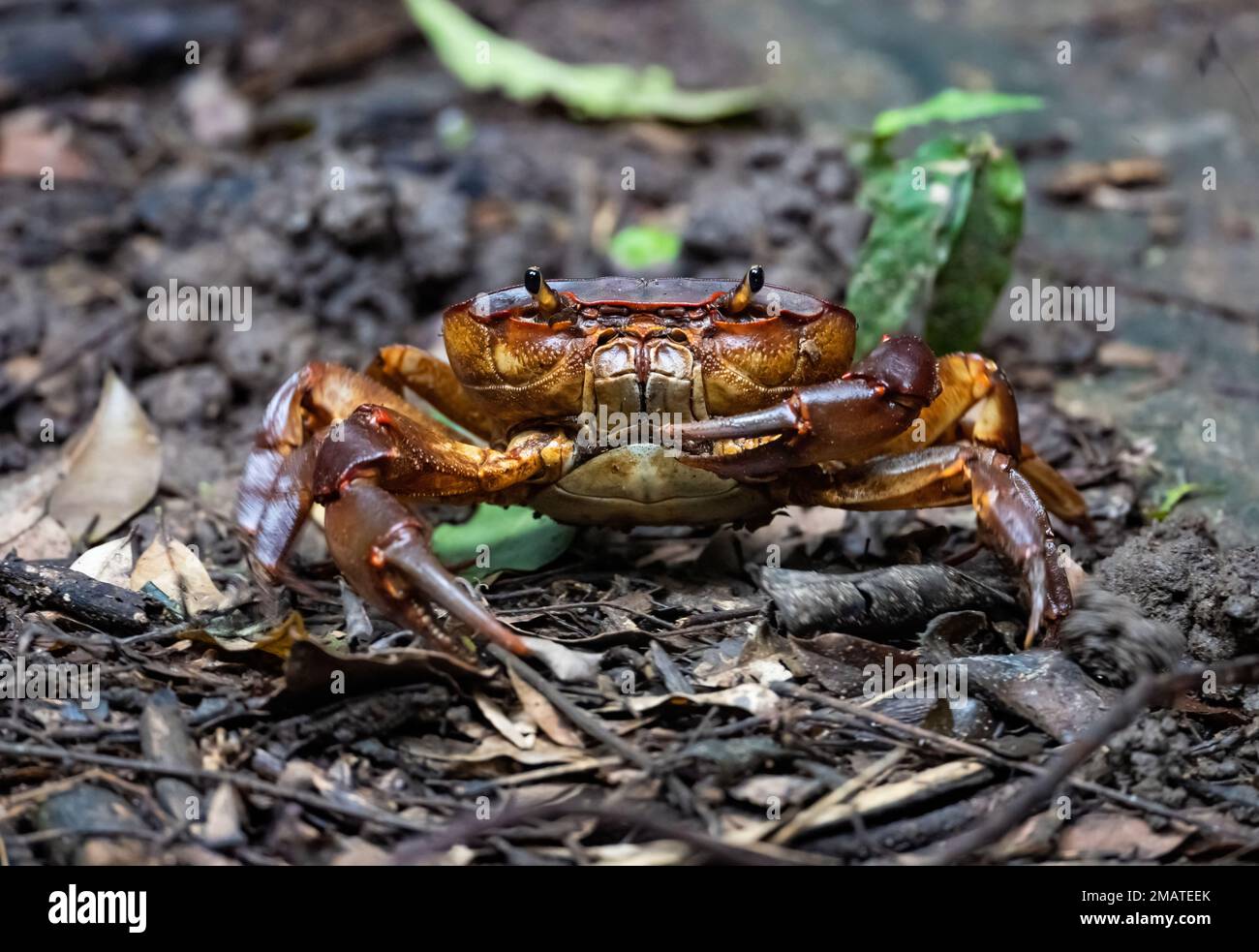 A dark brown crab in forest. St Lucia, Kwazulu Natal, South Africa ...