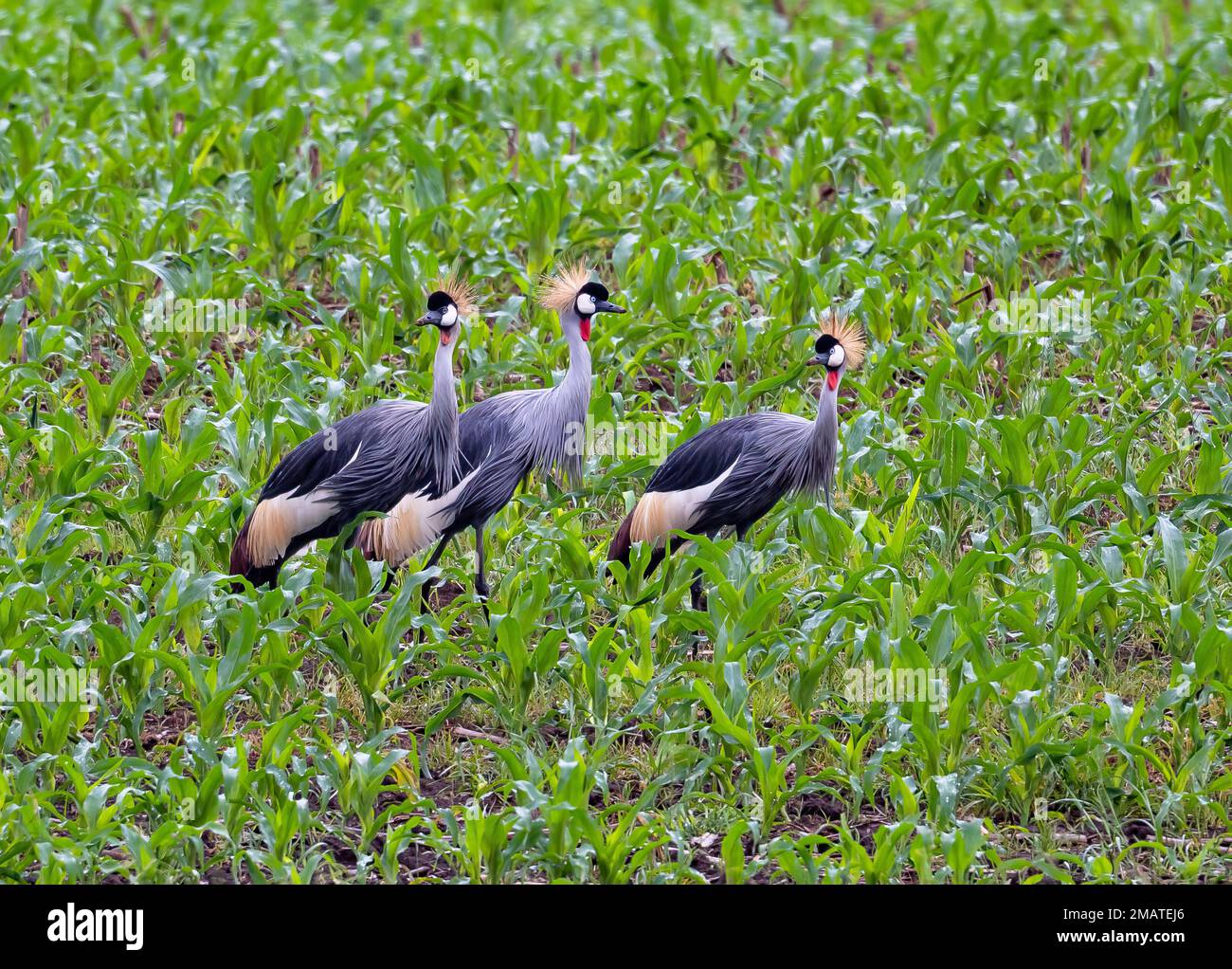 South african crowned crane hi-res stock photography and images - Alamy