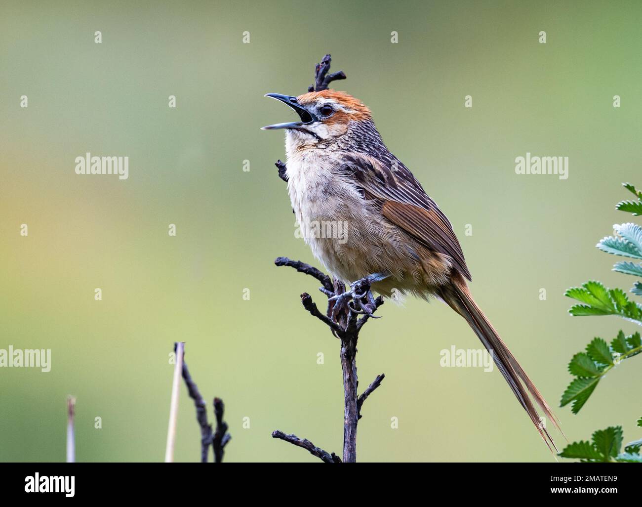 A Cape Grassbird (Sphenoeacus afer) singing on a branch. Drakensberg ...