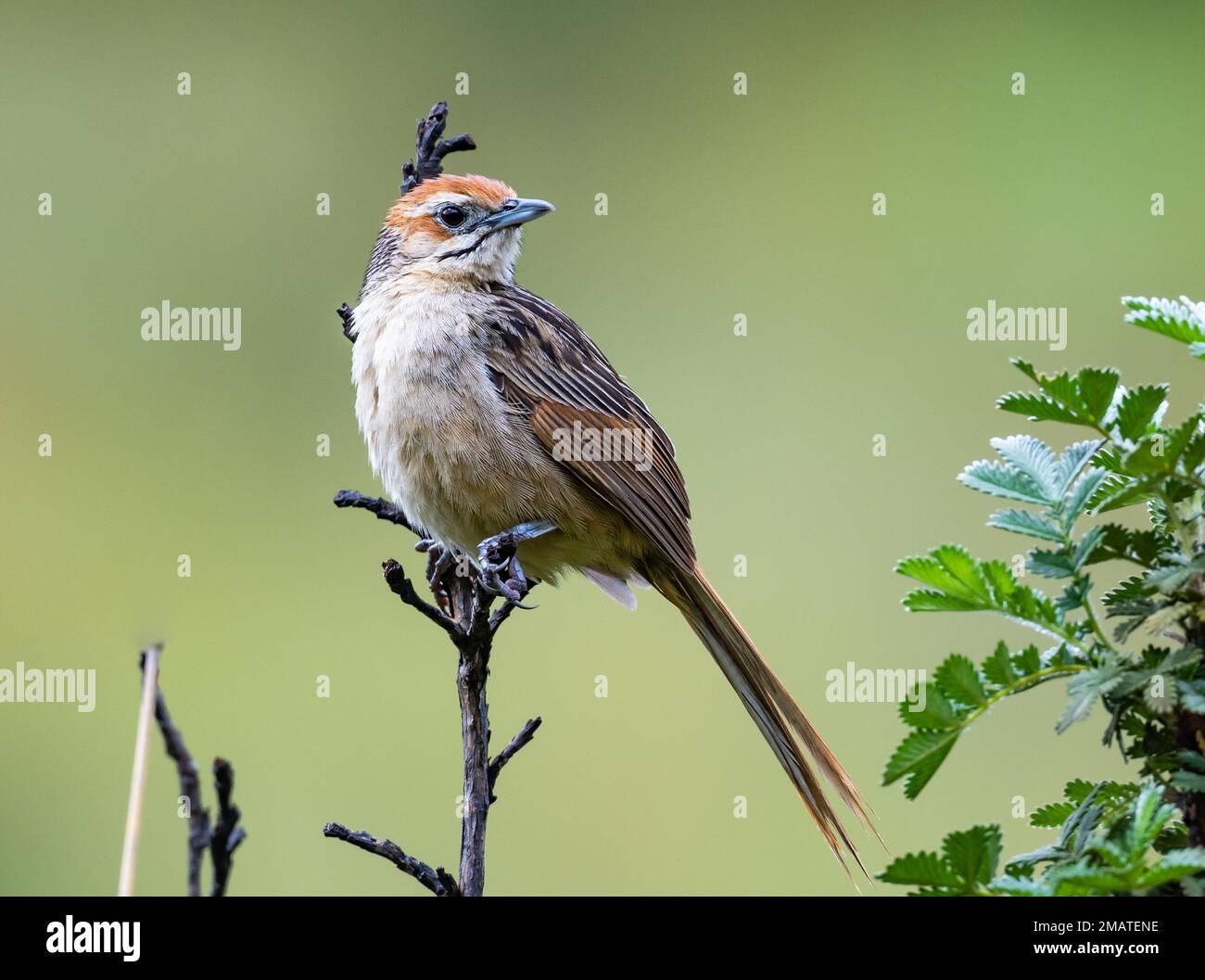 A Cape Grassbird (Sphenoeacus afer) perched on a branch. Drakensberg ...