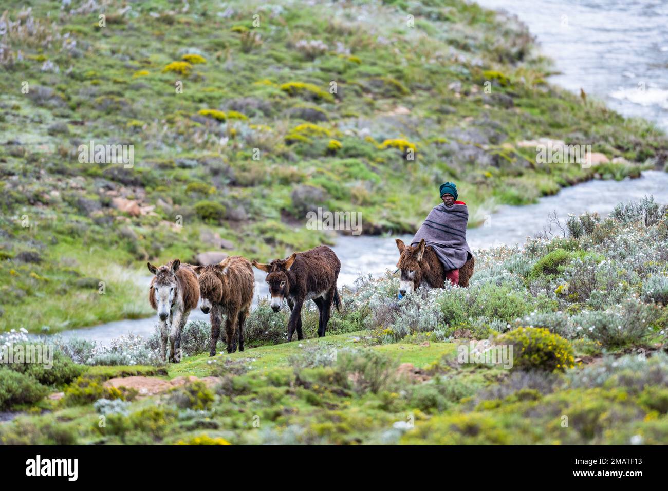 A local man riding on a donkey in the highlands of Lesotho Stock Photo ...