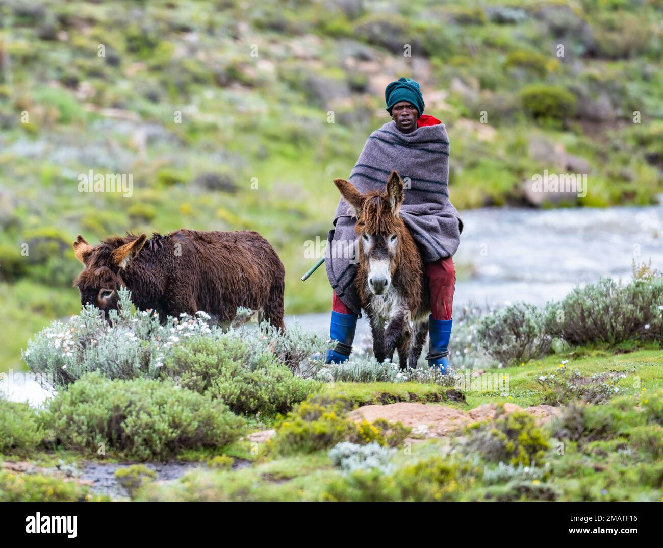 Man riding donkey hi-res stock photography and images - Alamy