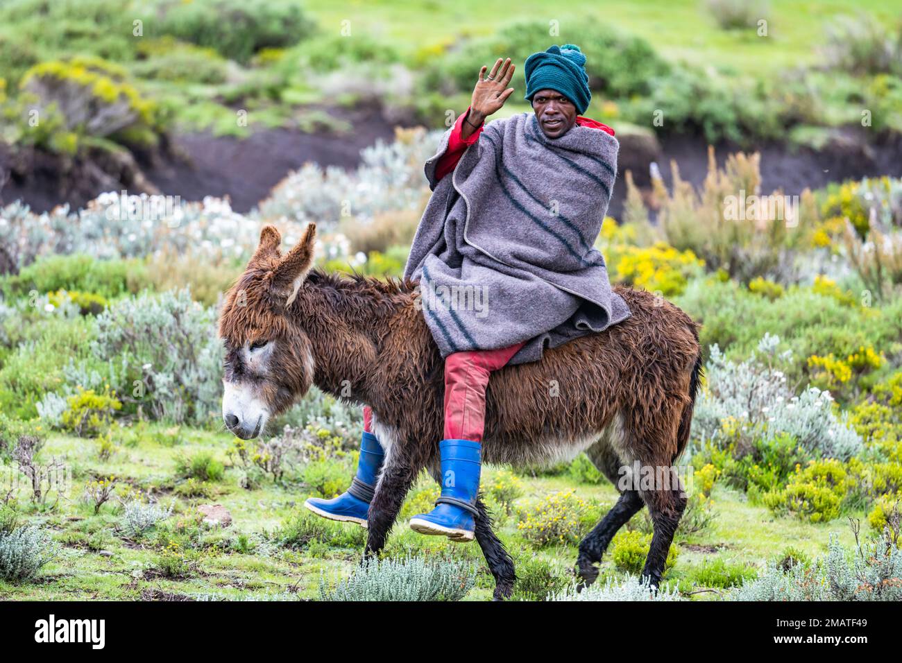 A local man riding on a donkey in the highlands of Lesotho Stock Photo ...
