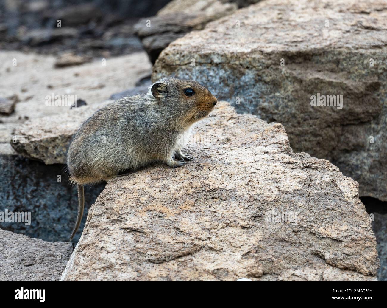 A Sloggett's vlei rat (Otomys sloggetti) sitting on a rock in the ...
