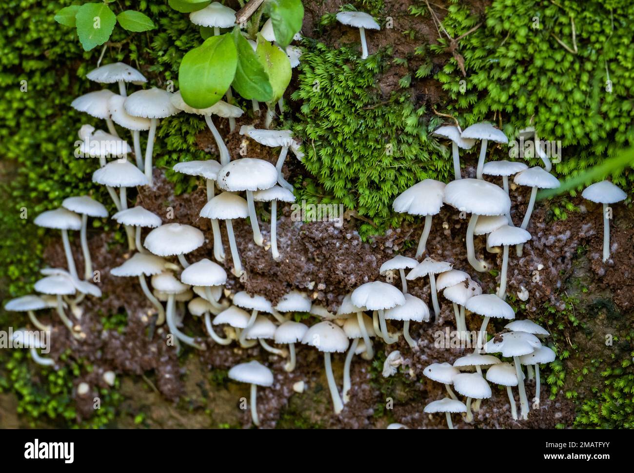 Mushrooms at the forest hi-res stock photography and images - Alamy