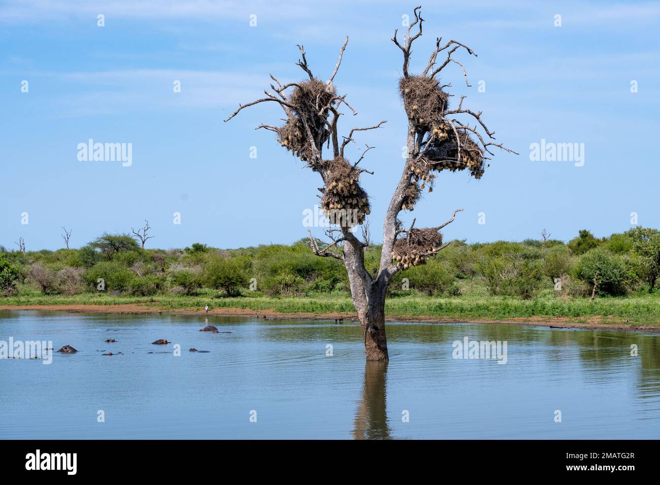 Lesser Masked-Weavers (Ploceus intermedius) built their nests on a tree ...