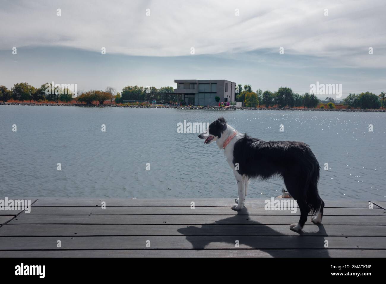 landscape of a collie dog, black with white and a pink collar watches ...