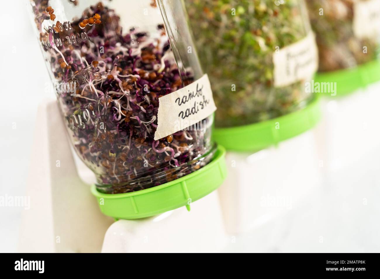 Growing sprouts in a jar Stock Photo - Alamy