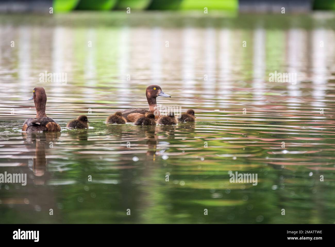 Tufted duck Family swims with their ducklings in green lake water. A ...