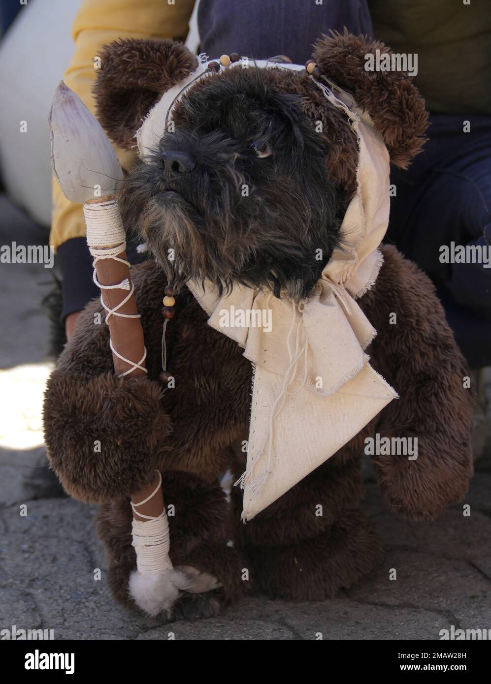A dog dressed as an Ewok from the movie series Star Wars competes in a ...