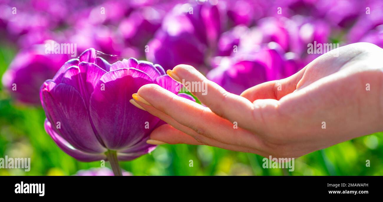 Close up of tulip and hands, spring banner. Tulip fields in Holland ...
