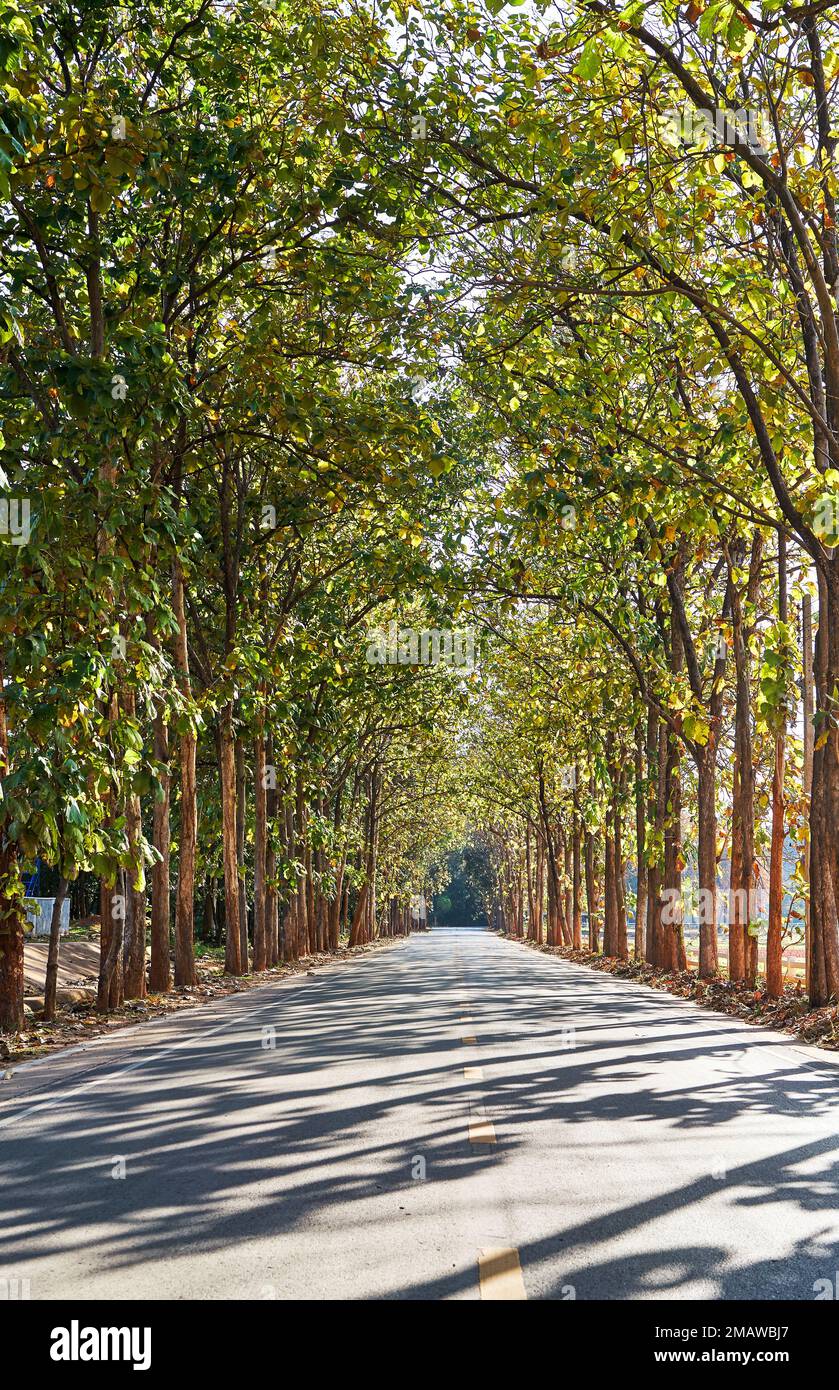 An asphalt read along the tree tunnel Stock Photo - Alamy