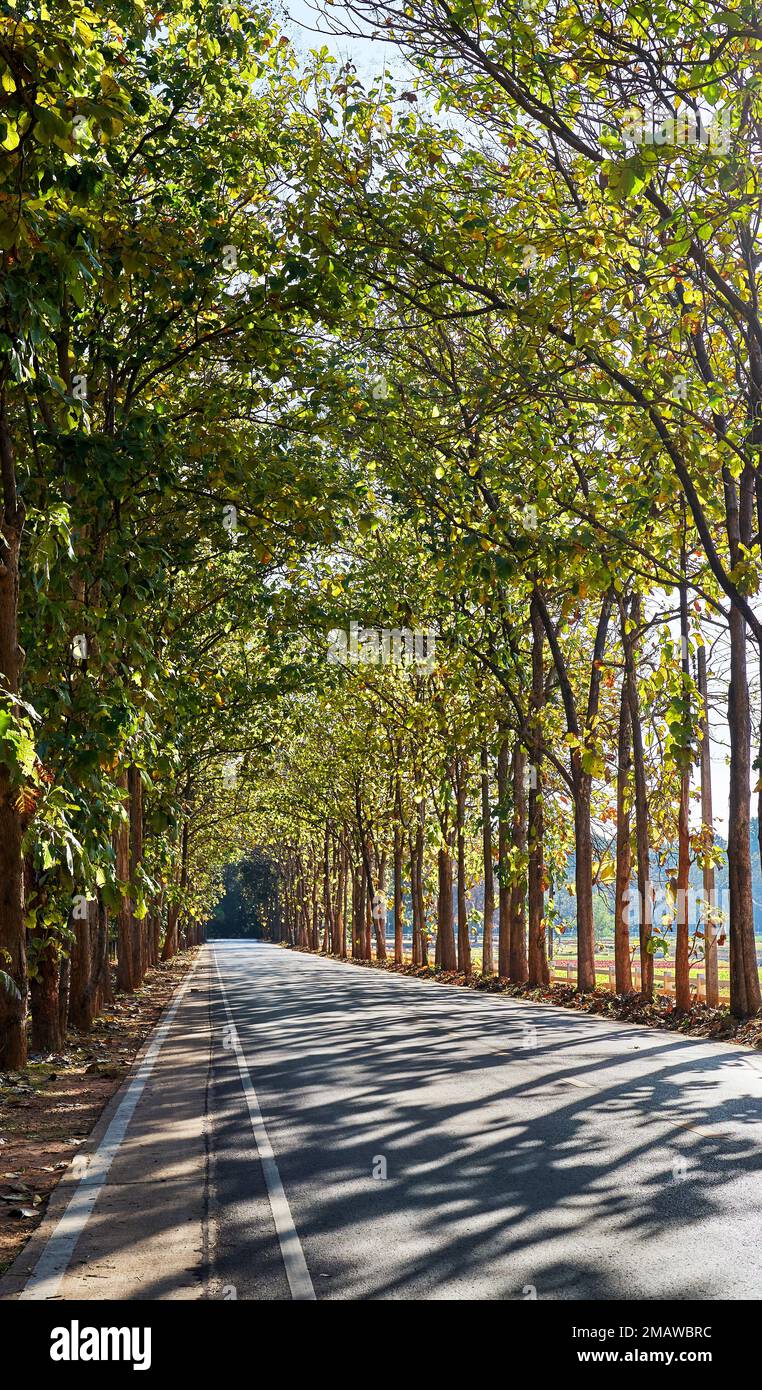 An asphalt read along the tree tunnel Stock Photo - Alamy