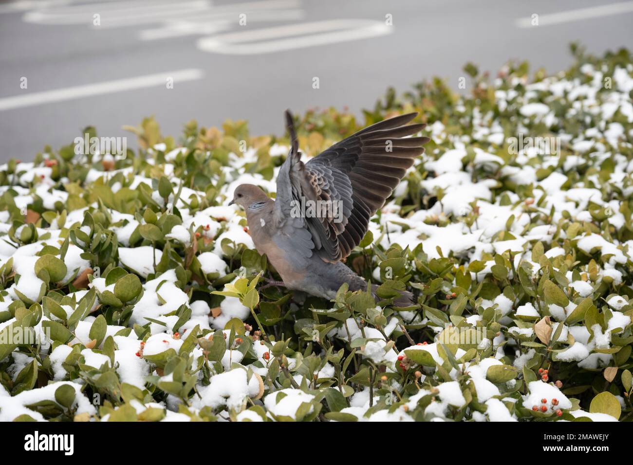 Seoul, Korea. 21st Dec, 2022. A snowbird dove staying warm in frigid ...