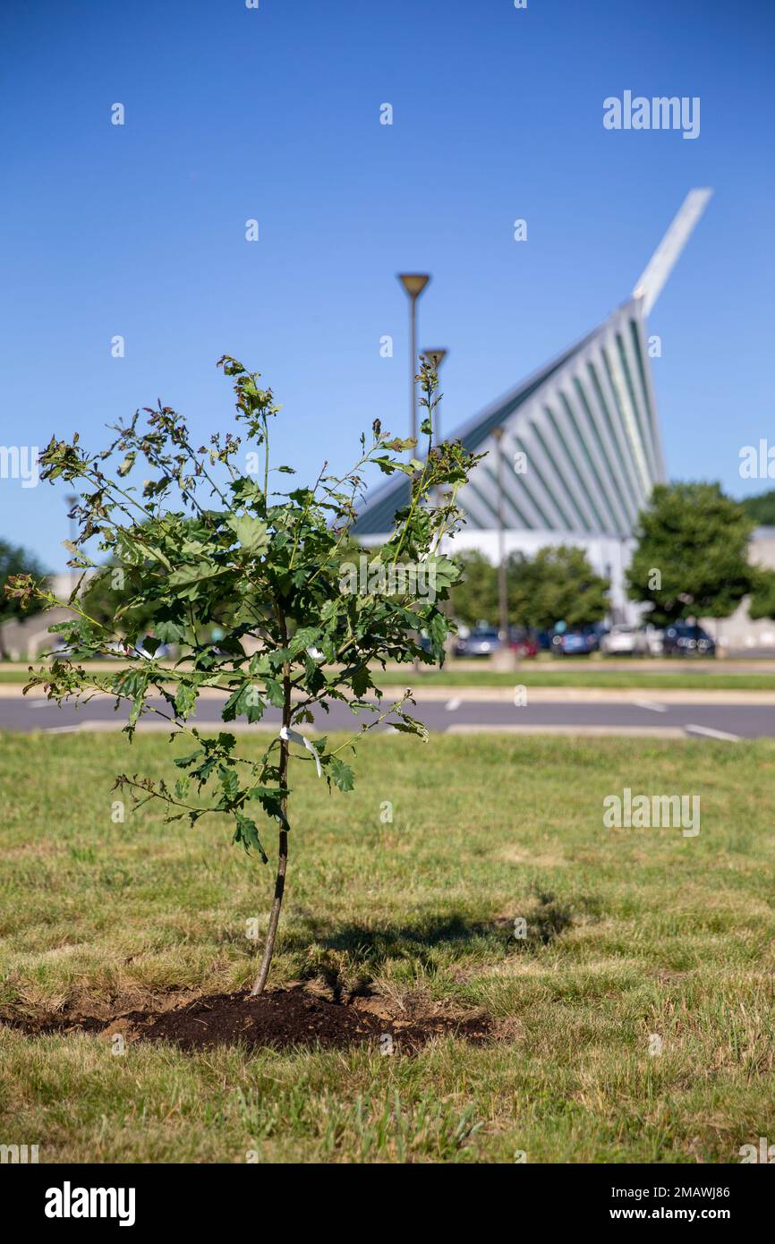 U.S. Marines and civilians participate in the Belleau Wood Tree ...