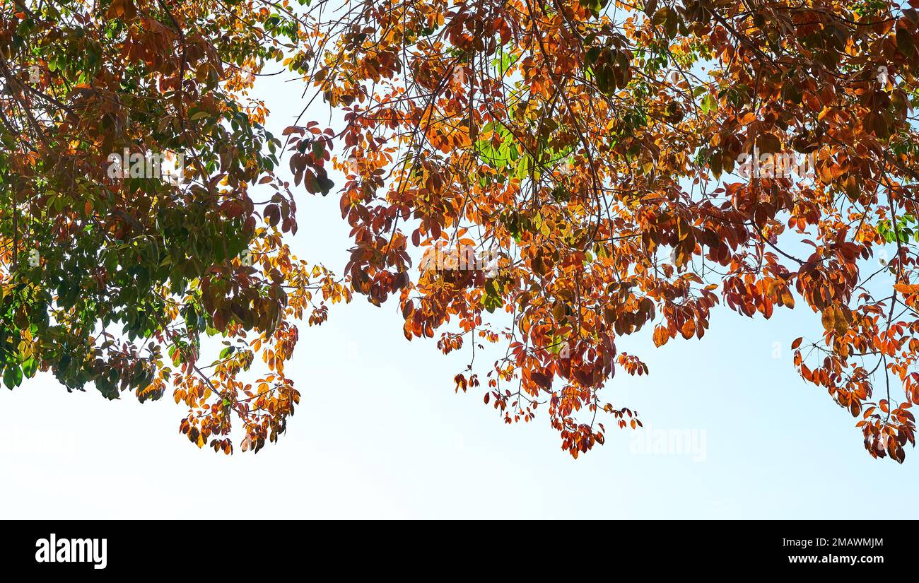 Autumn leaves in the wind Stock Photo - Alamy