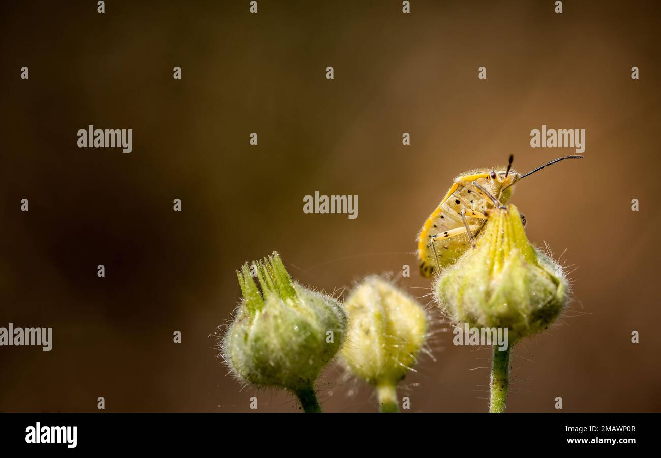Yellow shield bugs, also known as stink bugs on yellow wildflower in ...