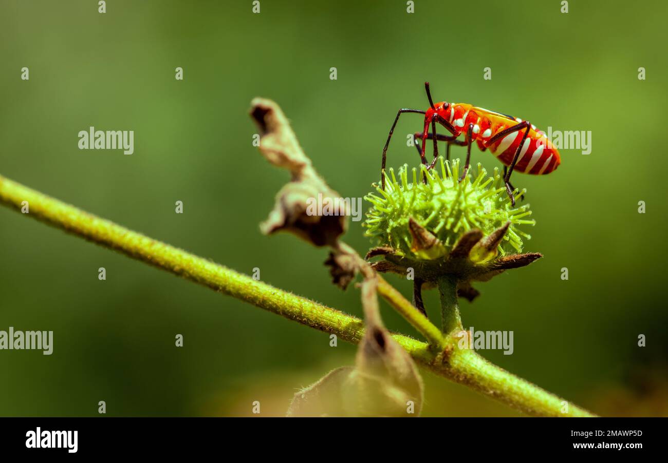 Red bugs on a green flower in the garden. Macro photography Stock Photo ...
