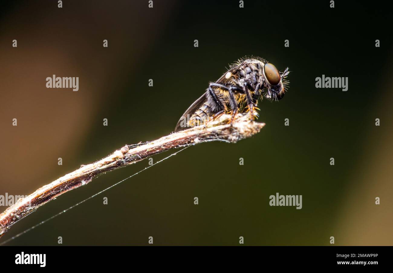 Dark robberfly (Holcocephala fusca) on tree branch, Macro shot of ...