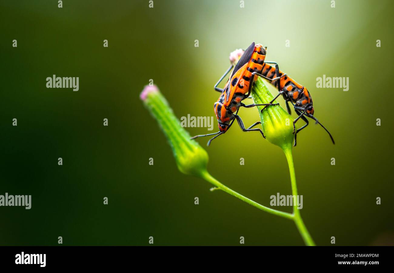Red bugs on a green flower in the garden. Macro photography Stock Photo ...