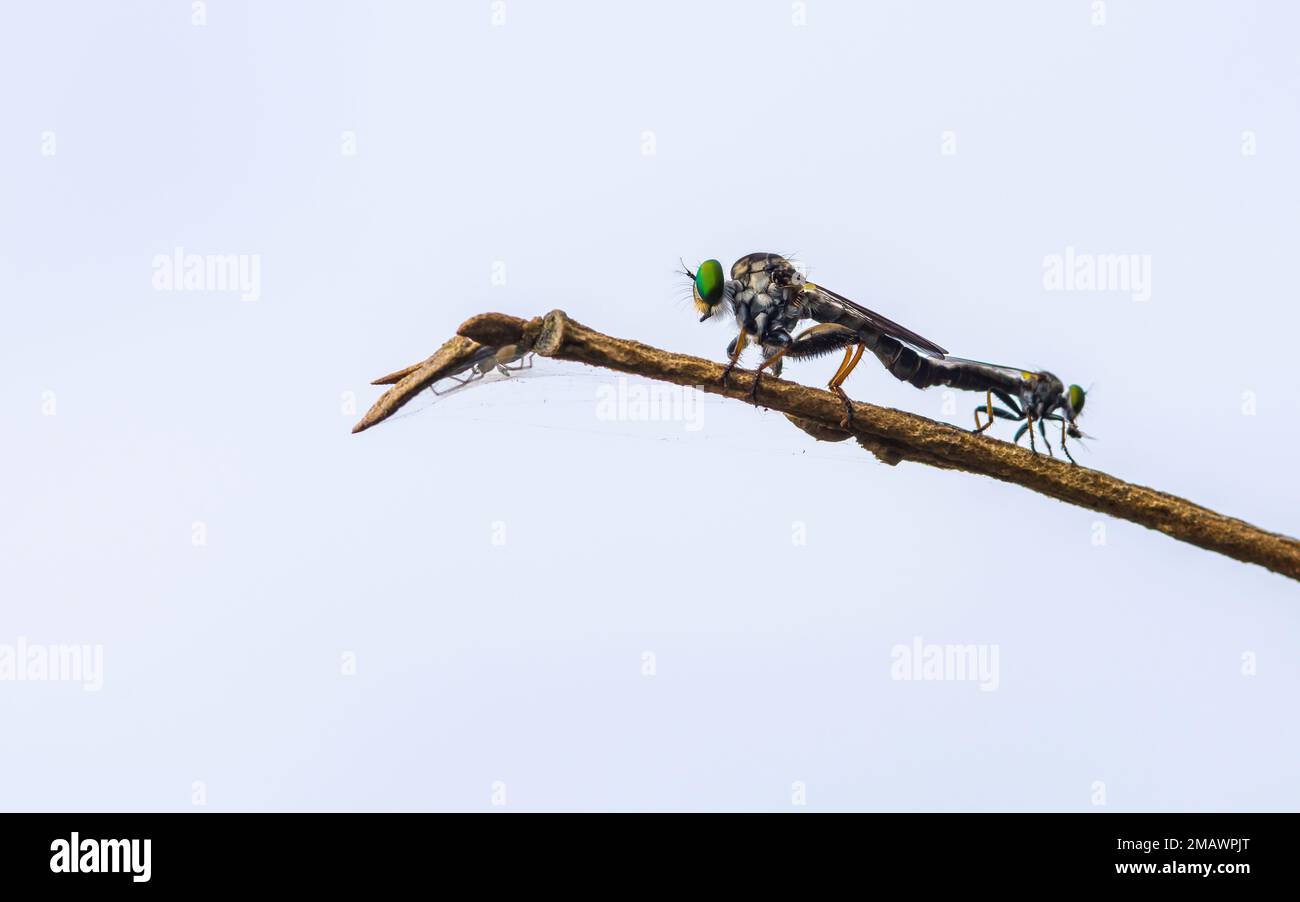 Robberfly mating on the tree branch, Insect happy time in nature ...