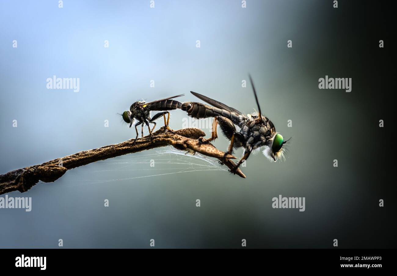 Robberfly mating on the tree branch, Insect happy time in nature ...