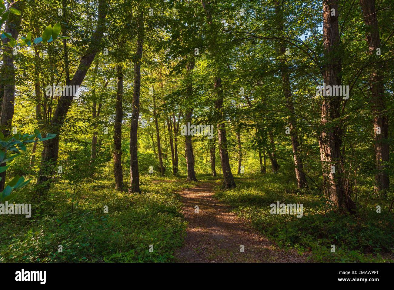Quiet narrow forest path hi-res stock photography and images - Alamy