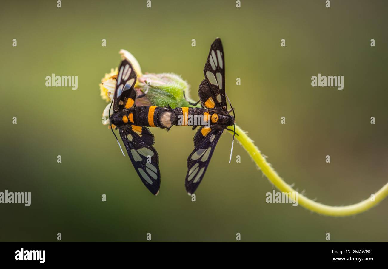 Wasp moth, Tiger moth mating on wildflower, isolated nature background ...