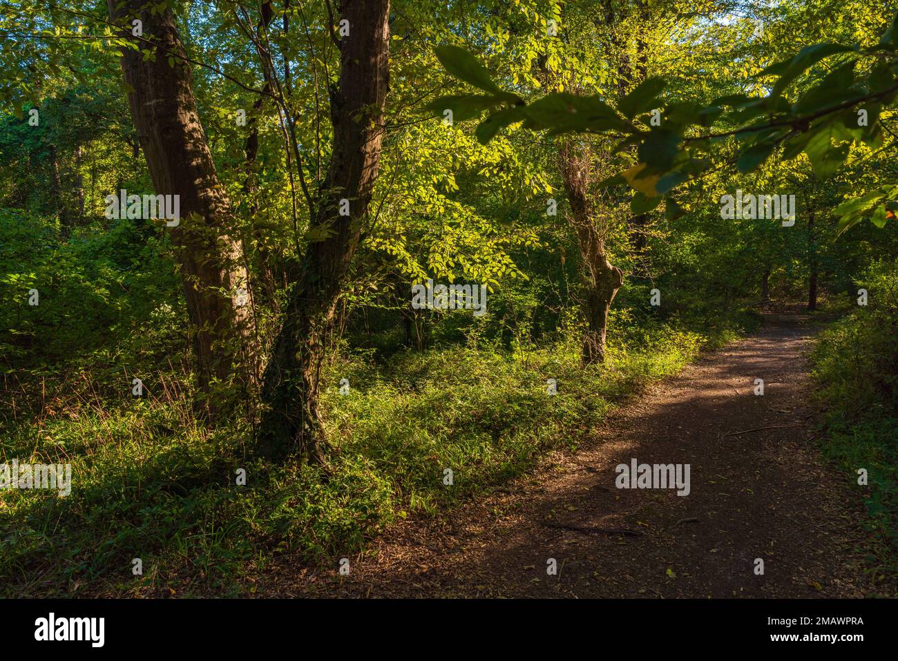 Narrow path in dense hi-res stock photography and images - Alamy