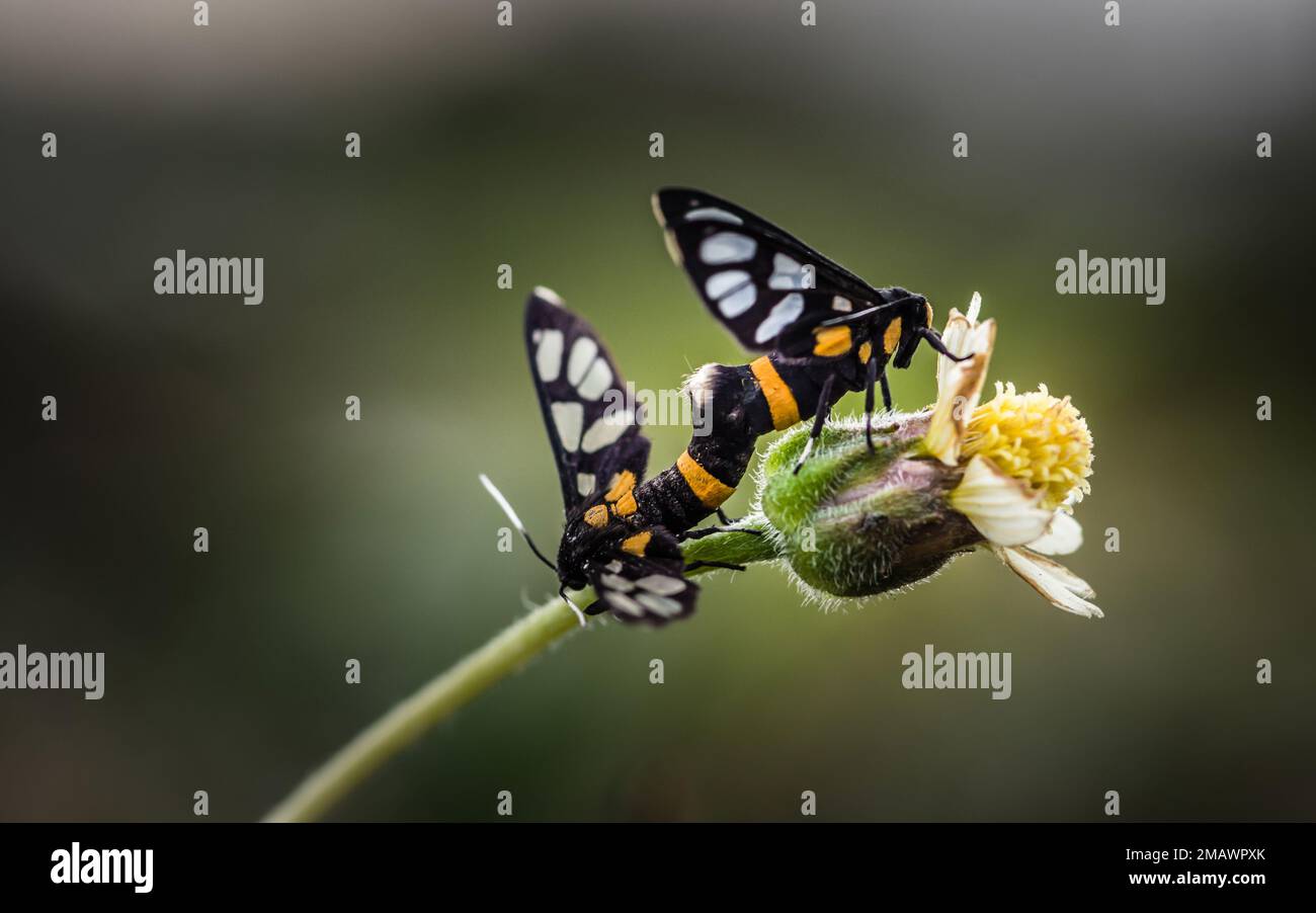 Wasp moth, Tiger moth mating on wildflower, isolated nature background ...