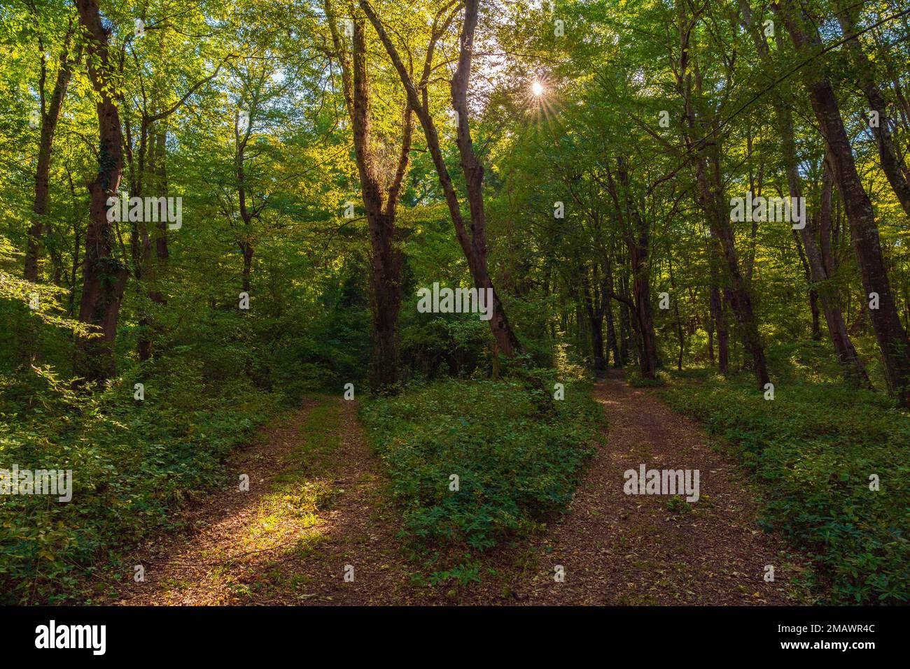 Path in the green dense sunny forest Stock Photo - Alamy