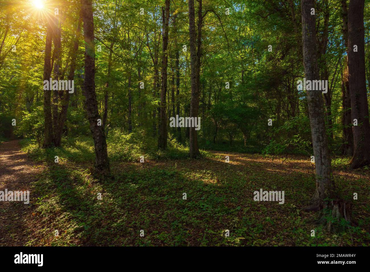 Sun beams through thick trees branches in dense green forest Stock ...