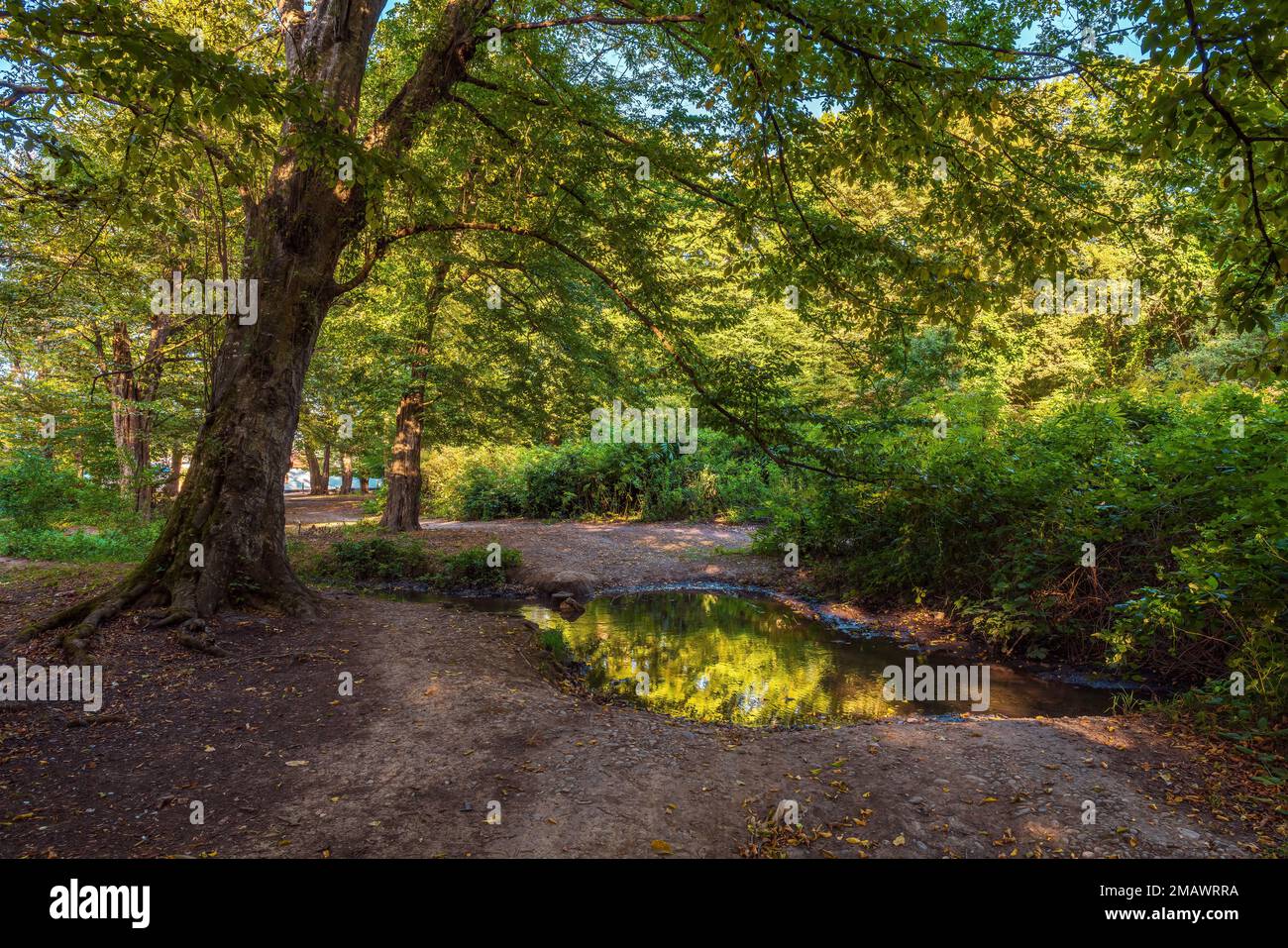 Puddle in green forest hi-res stock photography and images - Alamy