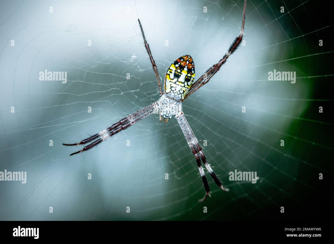 Spider with cross on the back hi-res stock photography and images - Alamy
