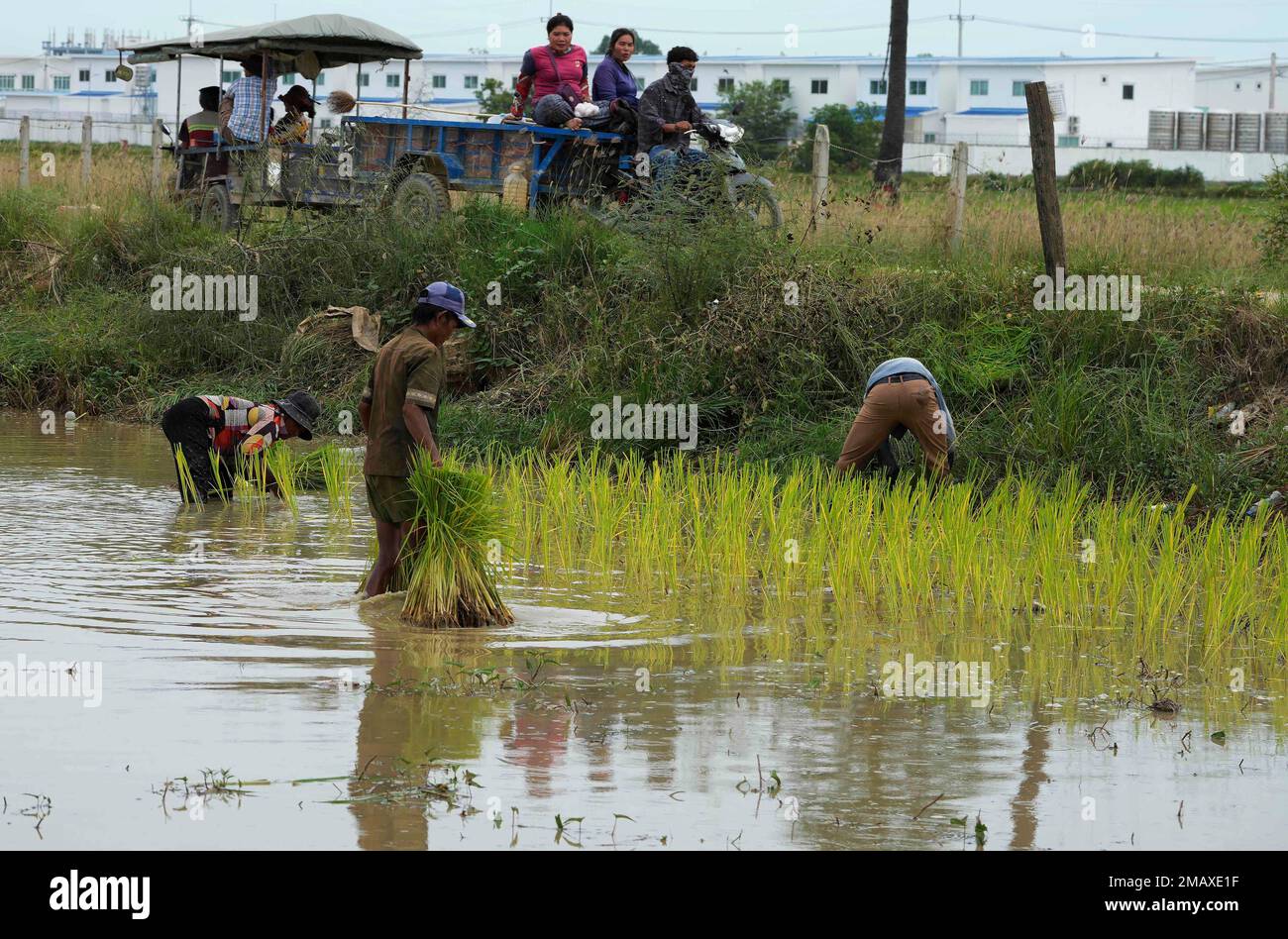 Cambodian farmers plant their rice during the rainy season at a paddy ...