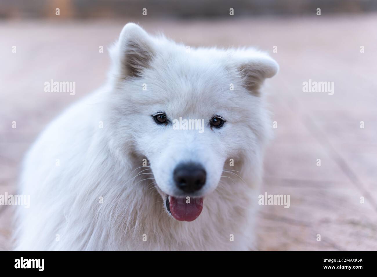 Adorable fluffy white domestic Samoyed dog with thick fur sitting on ...