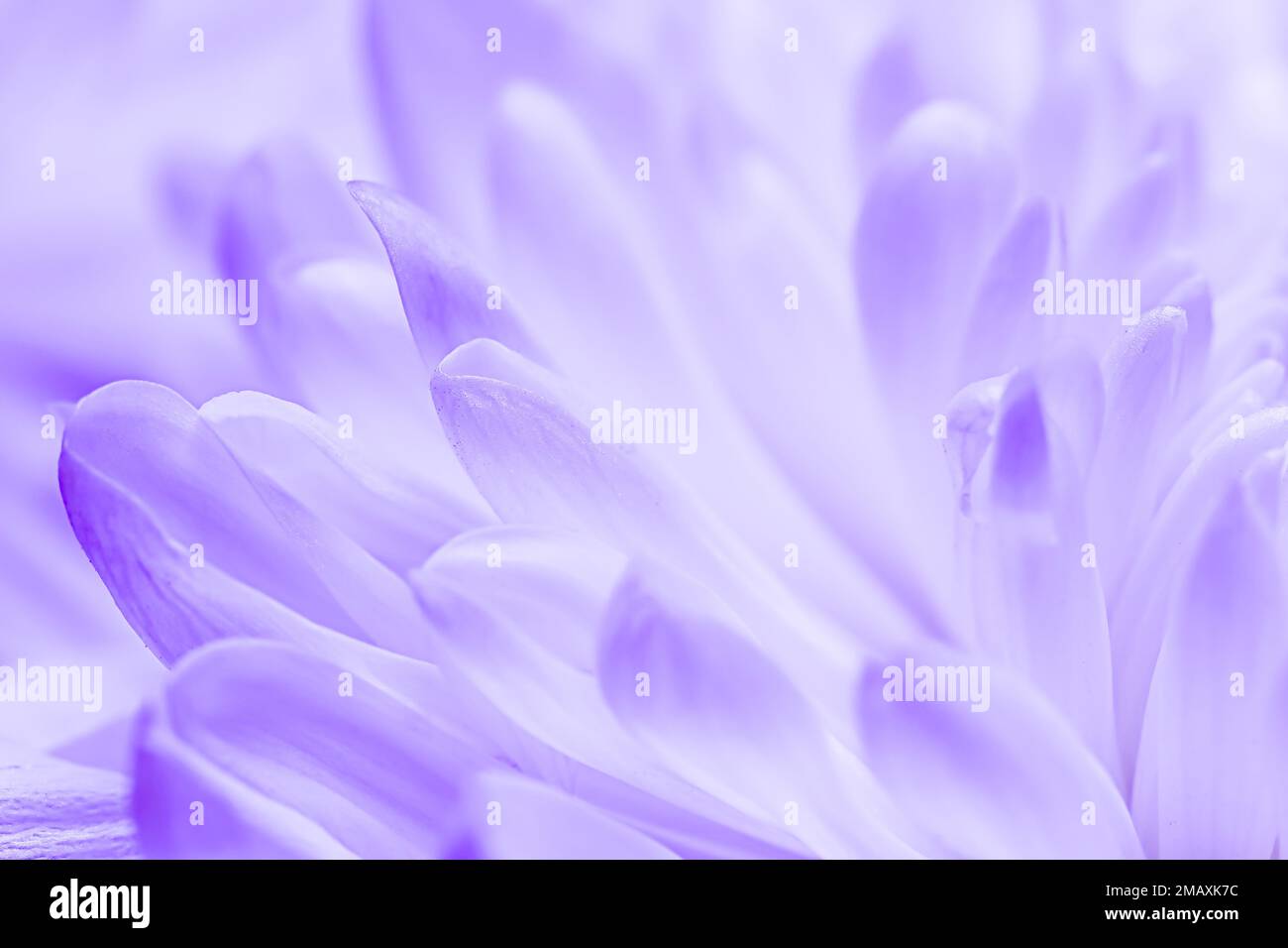 Abstract floral background, white violet daisy flower petals. Macro ...