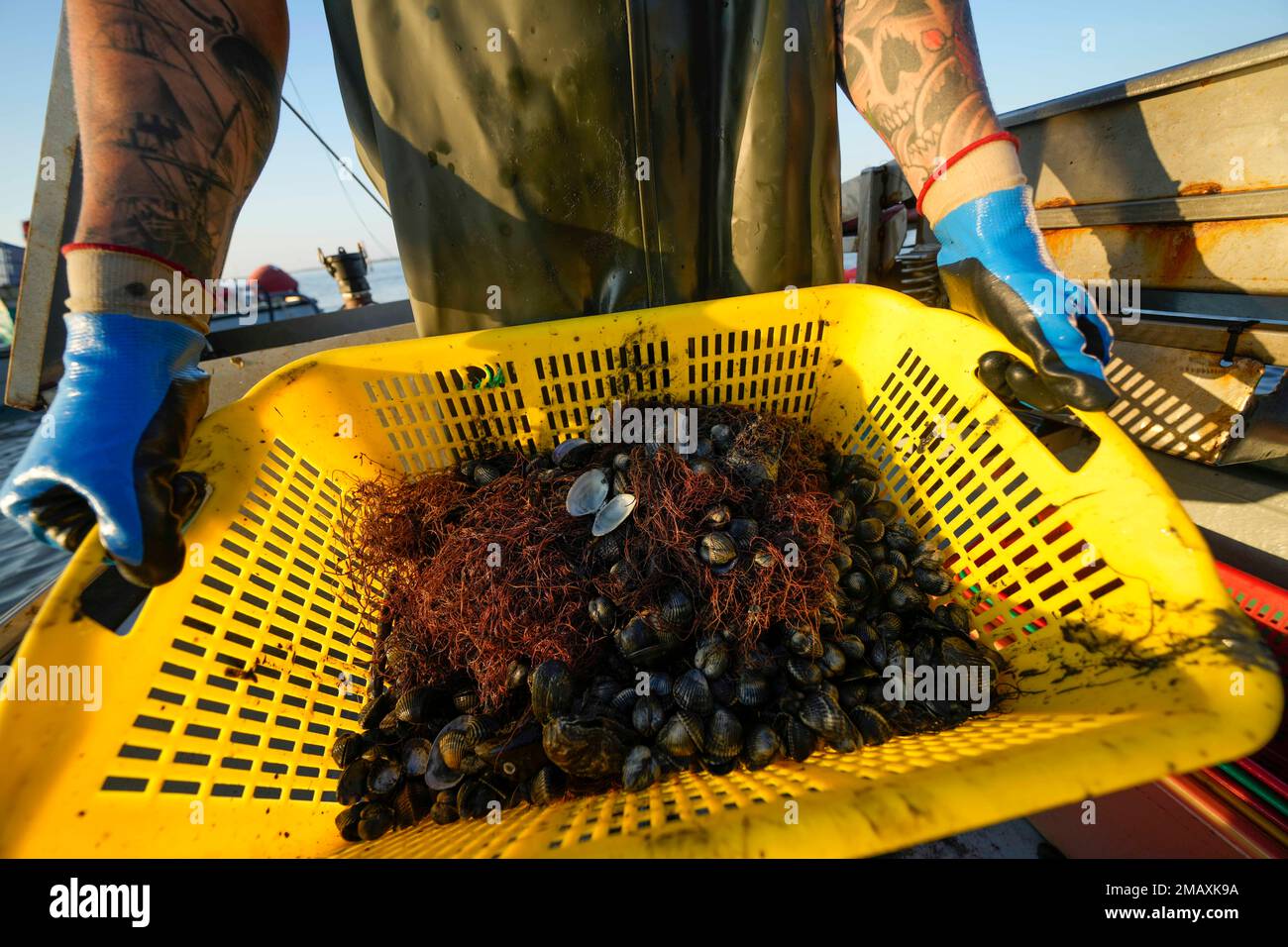Fisherman Francesco Zago show dead clams and algae collected on a box ...
