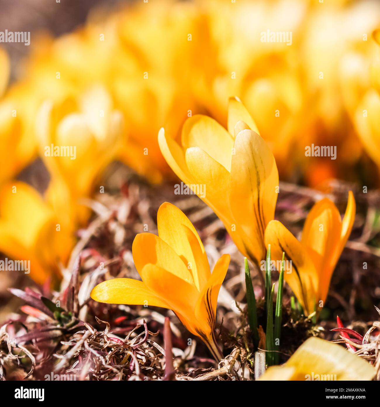 Abstract floral background, yellow crocus flower petals. Macro flowers ...