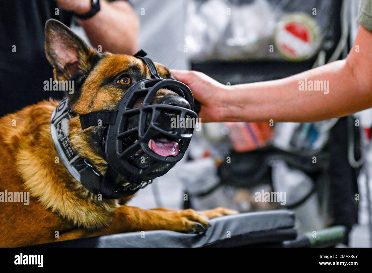 Canine security (k9 services) hi-res stock photography and images - Alamy