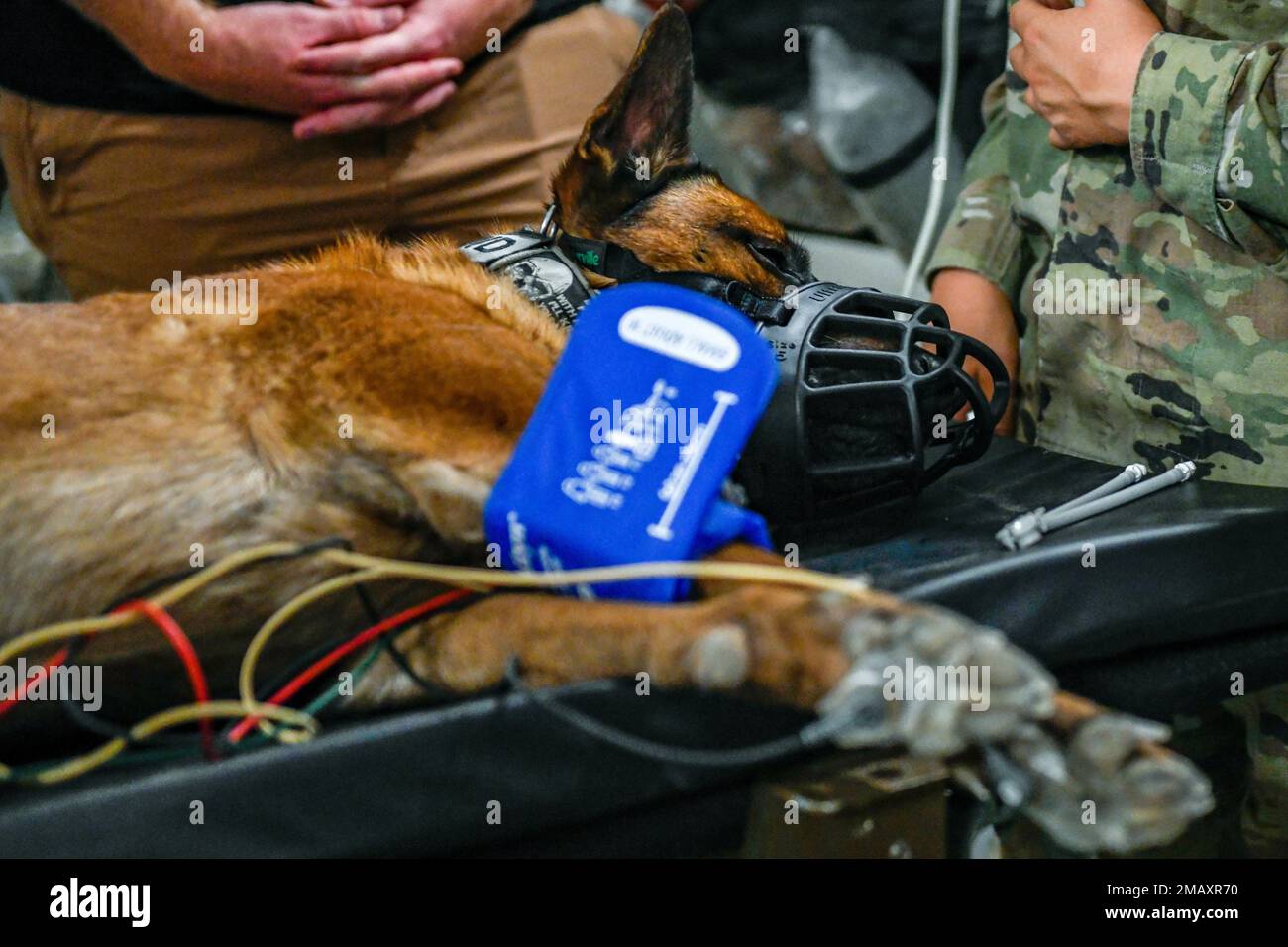 U.S. Air Force Enzo, a military working dog with the 378th Expeditionary Security Forces ...